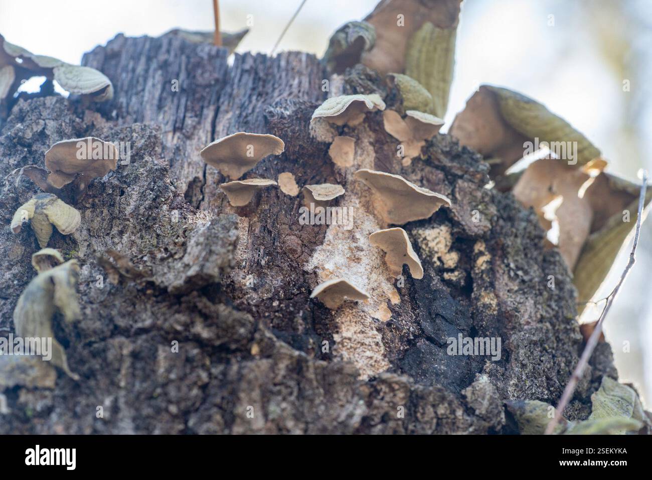 shelf fungi (Polyporales), Fungi, Duval, Florida, United States Stock ...