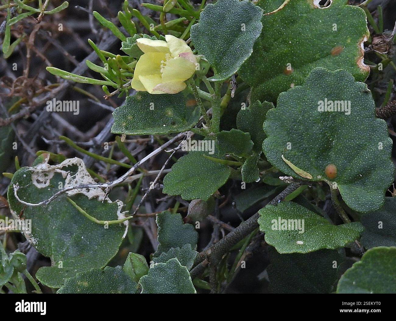 alkali mallow (Malvella leprosa), Plantae, Rawson, Chubut, Argentina ...