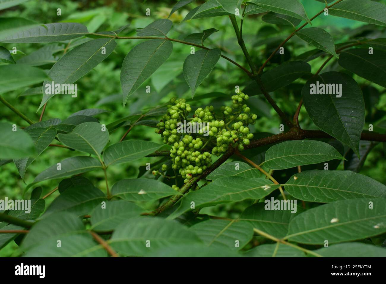 Japanese wax tree hi-res stock photography and images - Alamy