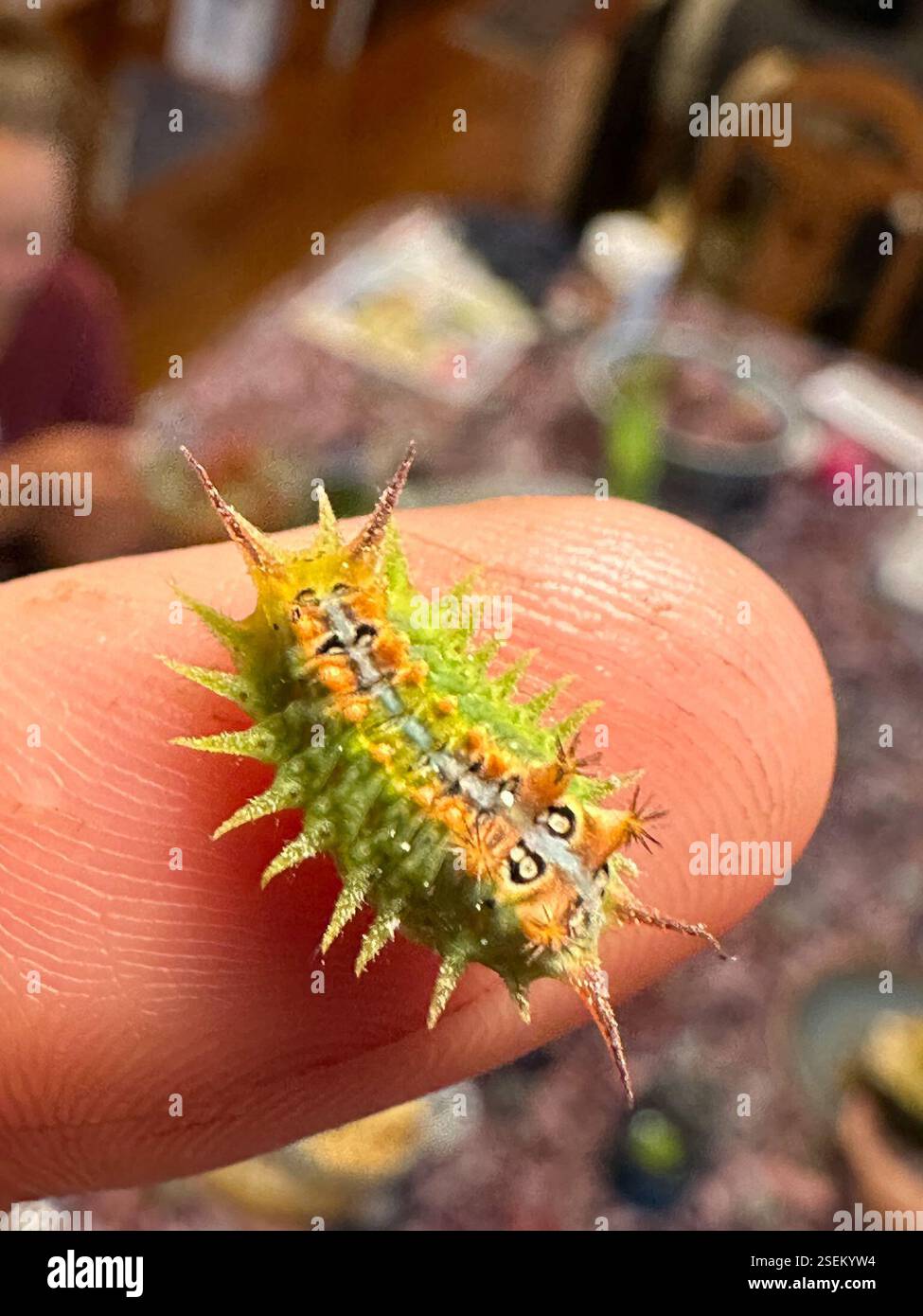 Four-spotted Cup Moth (Doratifera quadriguttata), Insecta, Willson Dr ...