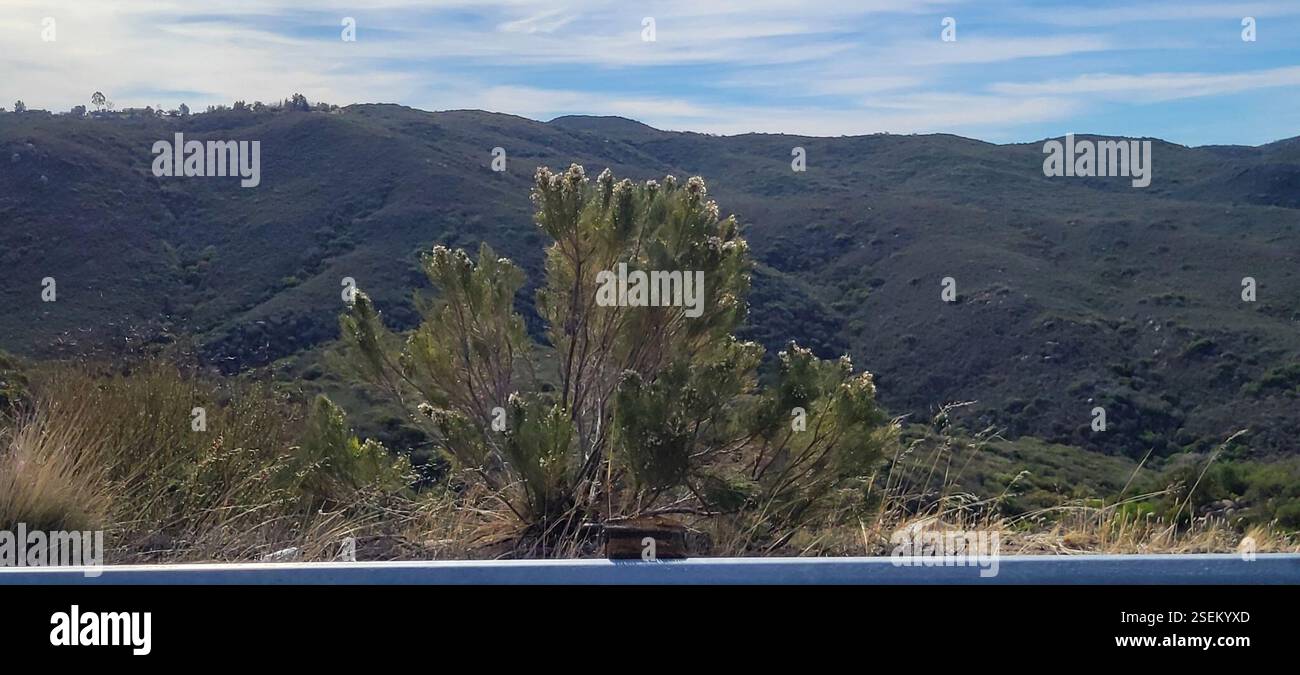 Desert Broom (Baccharis sarothroides), Plantae, Descanso, CA 91916, USA ...