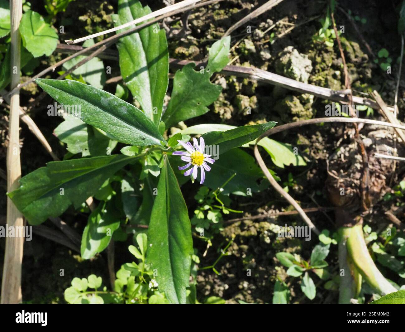 Aster indicus hi-res stock photography and images - Alamy