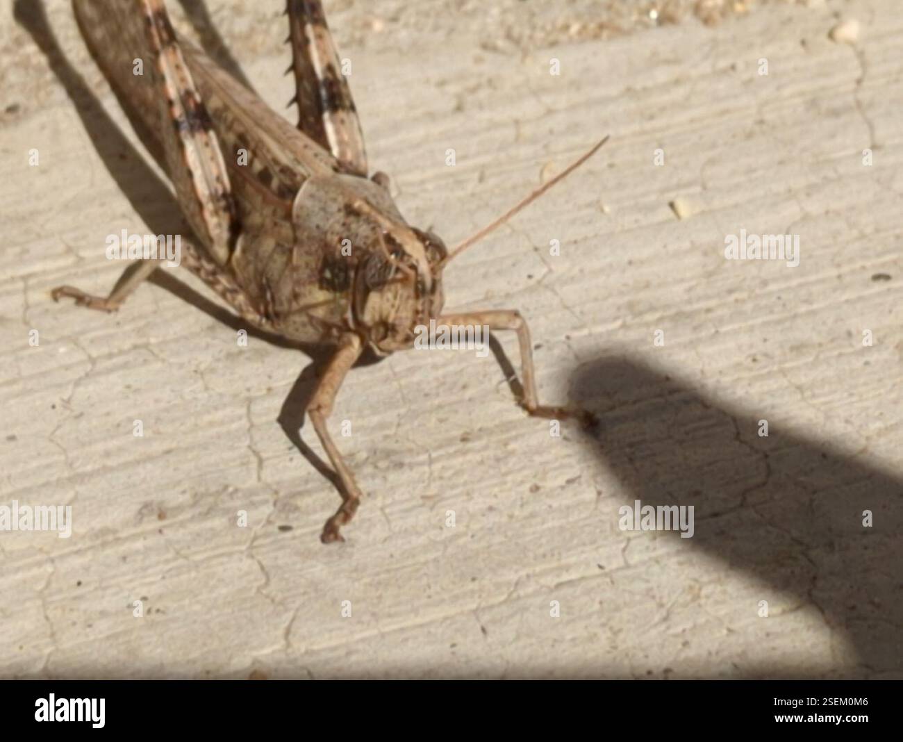 Grasshoppers (Acrididea), Insecta, Zona Hotelera, 23405 San José del ...