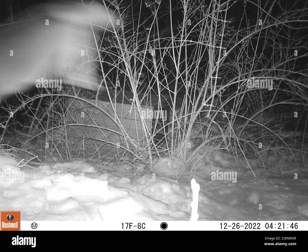 White-tailed Deer (Odocoileus virginianus), Mammalia, Woodstock, VT ...