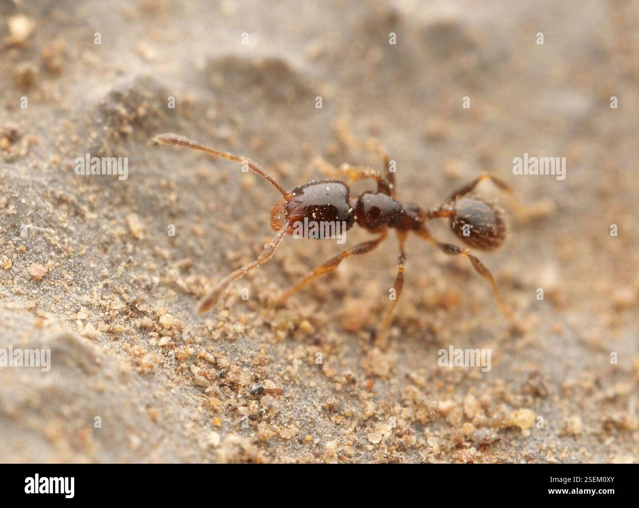 Pilifera-group Big-headed Ants (Pheidole pilifera), Insecta, Municipio ...