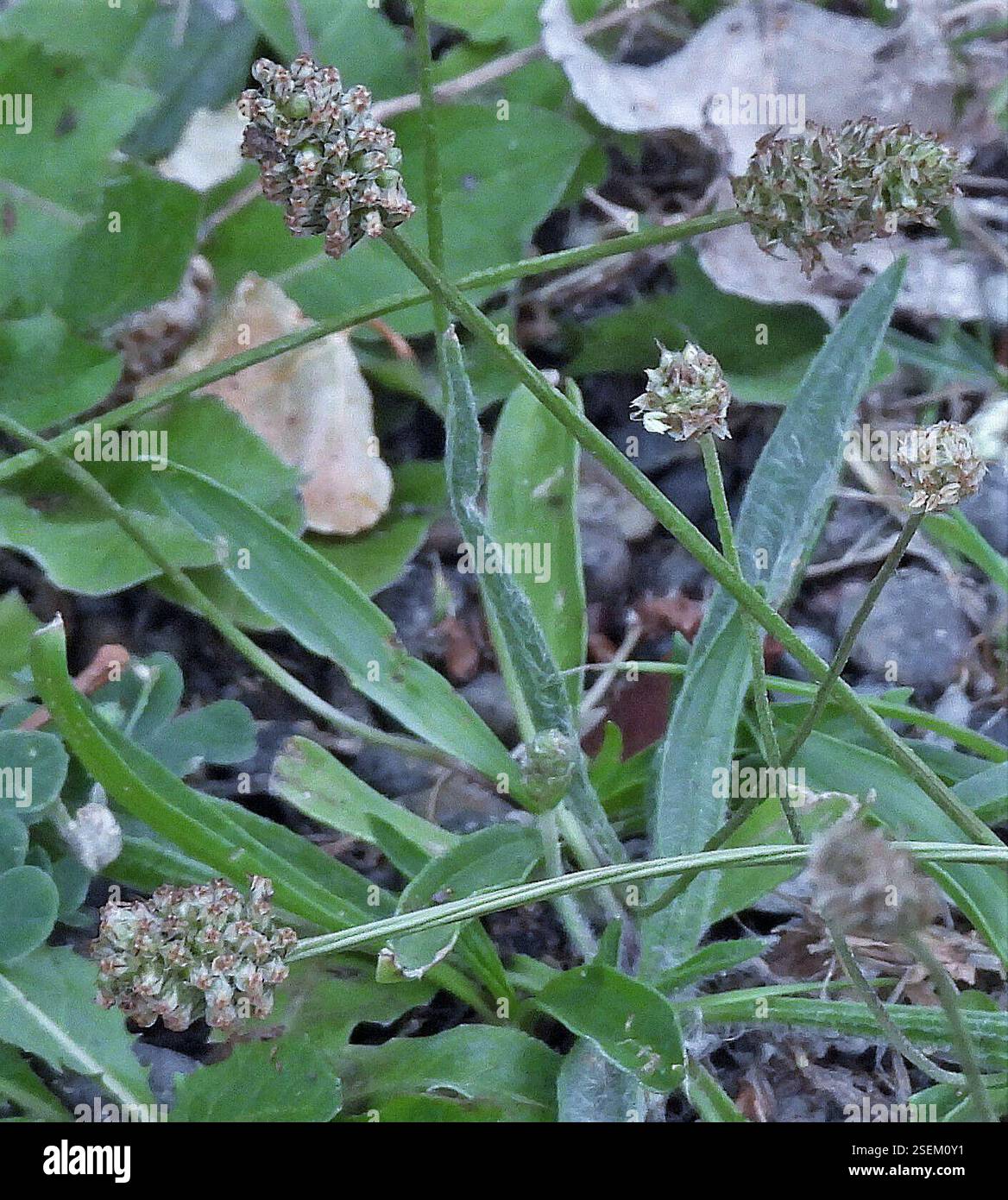ribwort plantain (Plantago lanceolata), Plantae, Gaiman, Chubut ...
