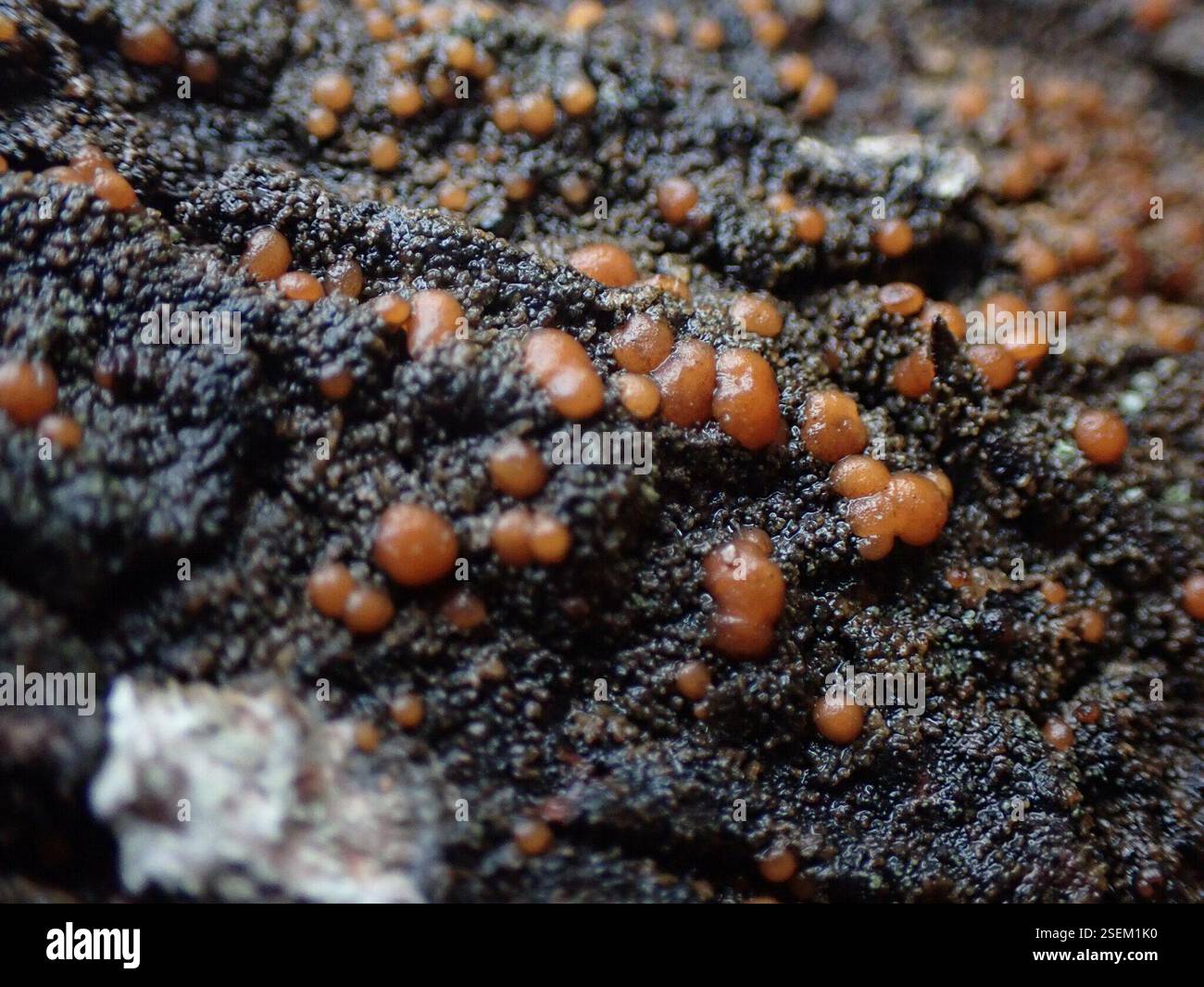 Pink-eyed Shingle Lichen (Vahliella saubinetii), Fungi, Nanaimo, BC ...