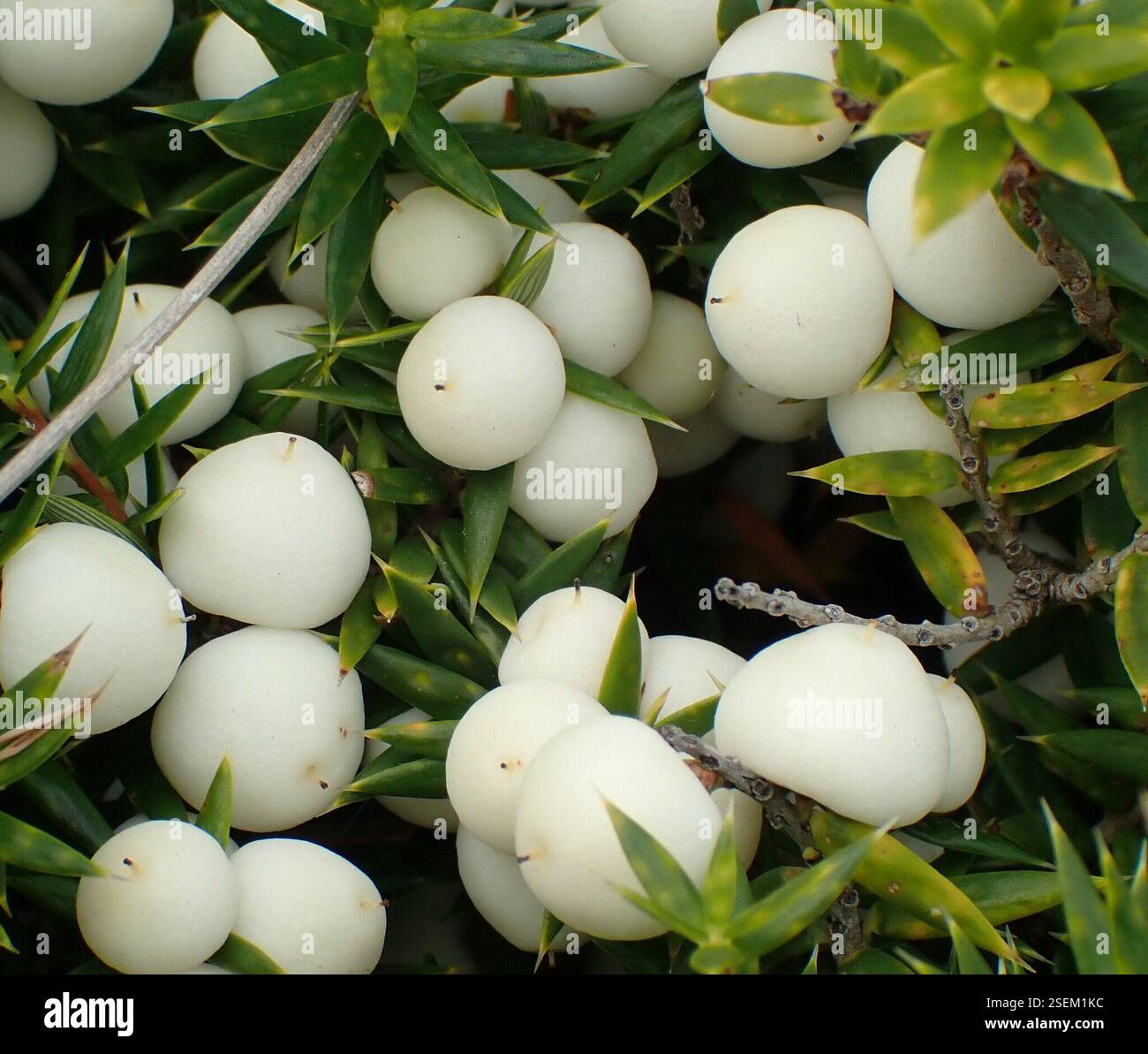 Crimson Berry (Leptecophylla oxycedrus), Plantae, Circular Head ...