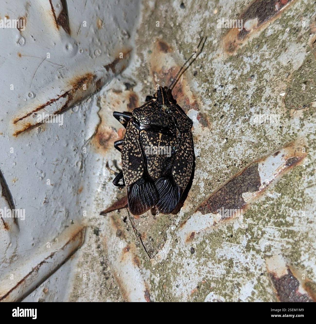 Yellow-spotted Stink Bug (Erthesina fullo), Insecta, Shisan Kilometers ...