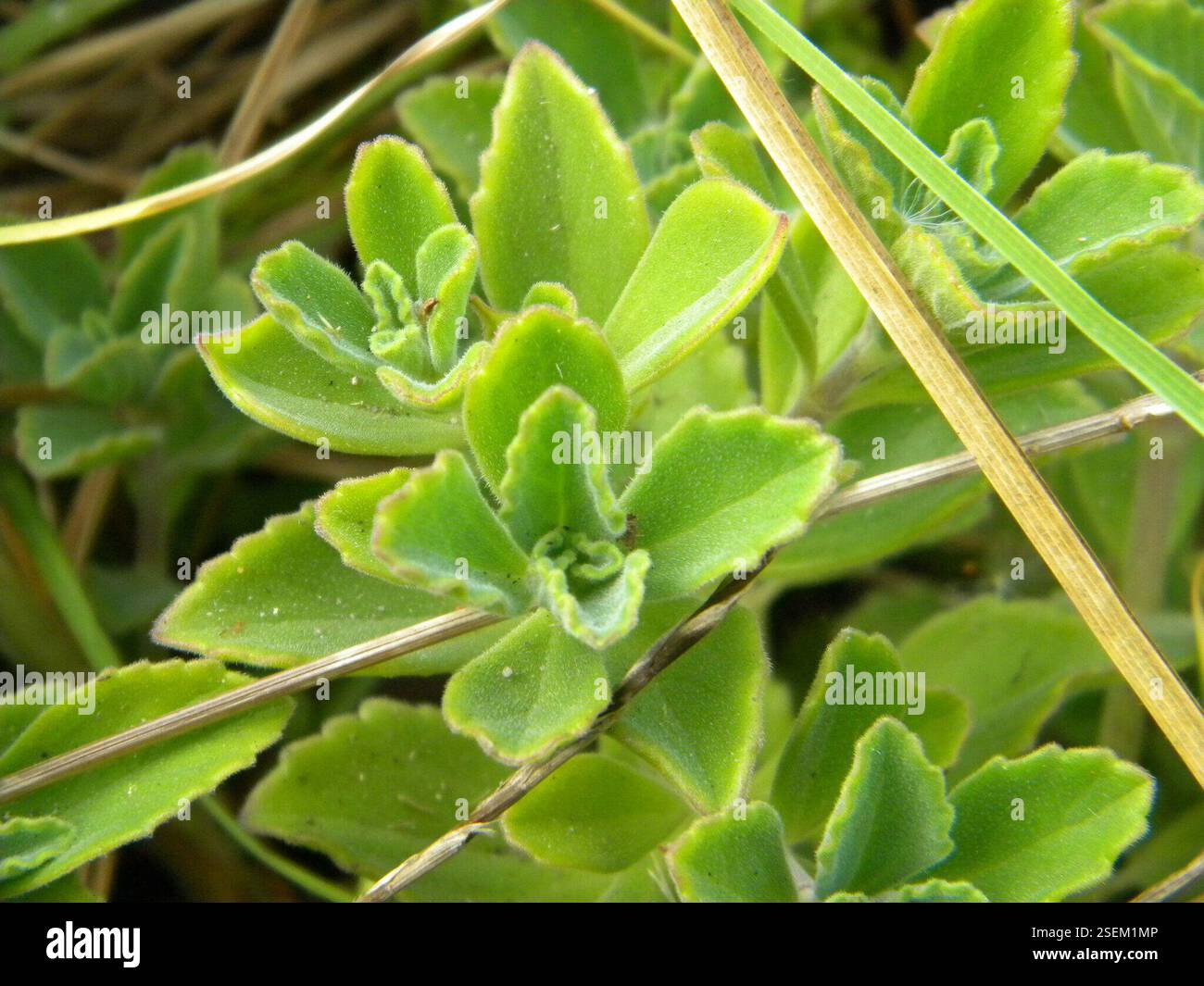 Lobster flower (Coleus neochilus), Plantae, Kirstenhof, Cape Town, 7945 ...