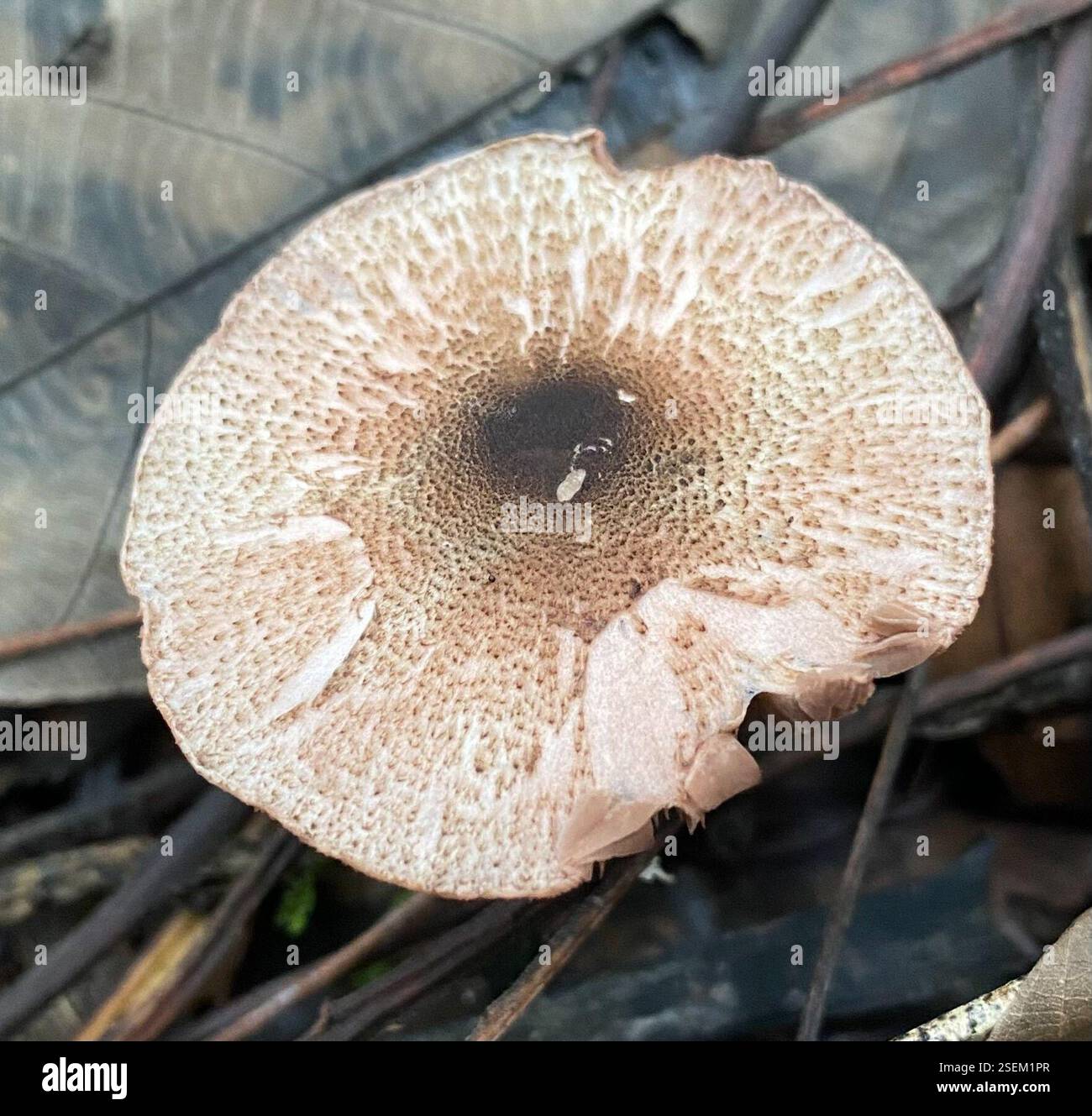 (Micropsalliota), Fungi, Finca Heimatlos, O Agaricus sp Stock Photo - Alamy