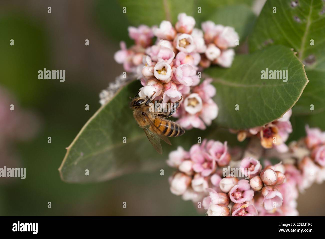 Western Honey Bee (Apis mellifera), Insecta, Abalone Cove Beach ...