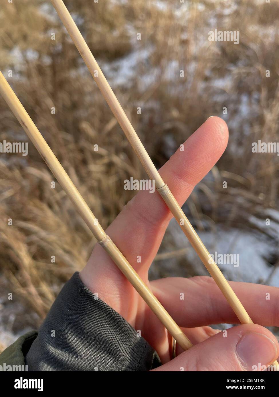 American common reed (Phragmites australis americanus), Plantae ...