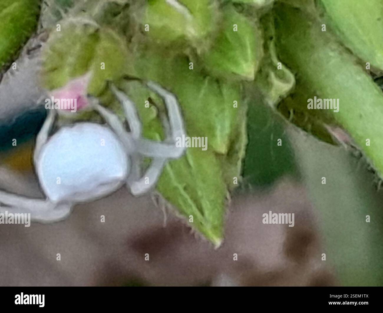 Flower Crab Spiders (Thomisus), Arachnida, Edgemead, Cape Town, 7407 ...