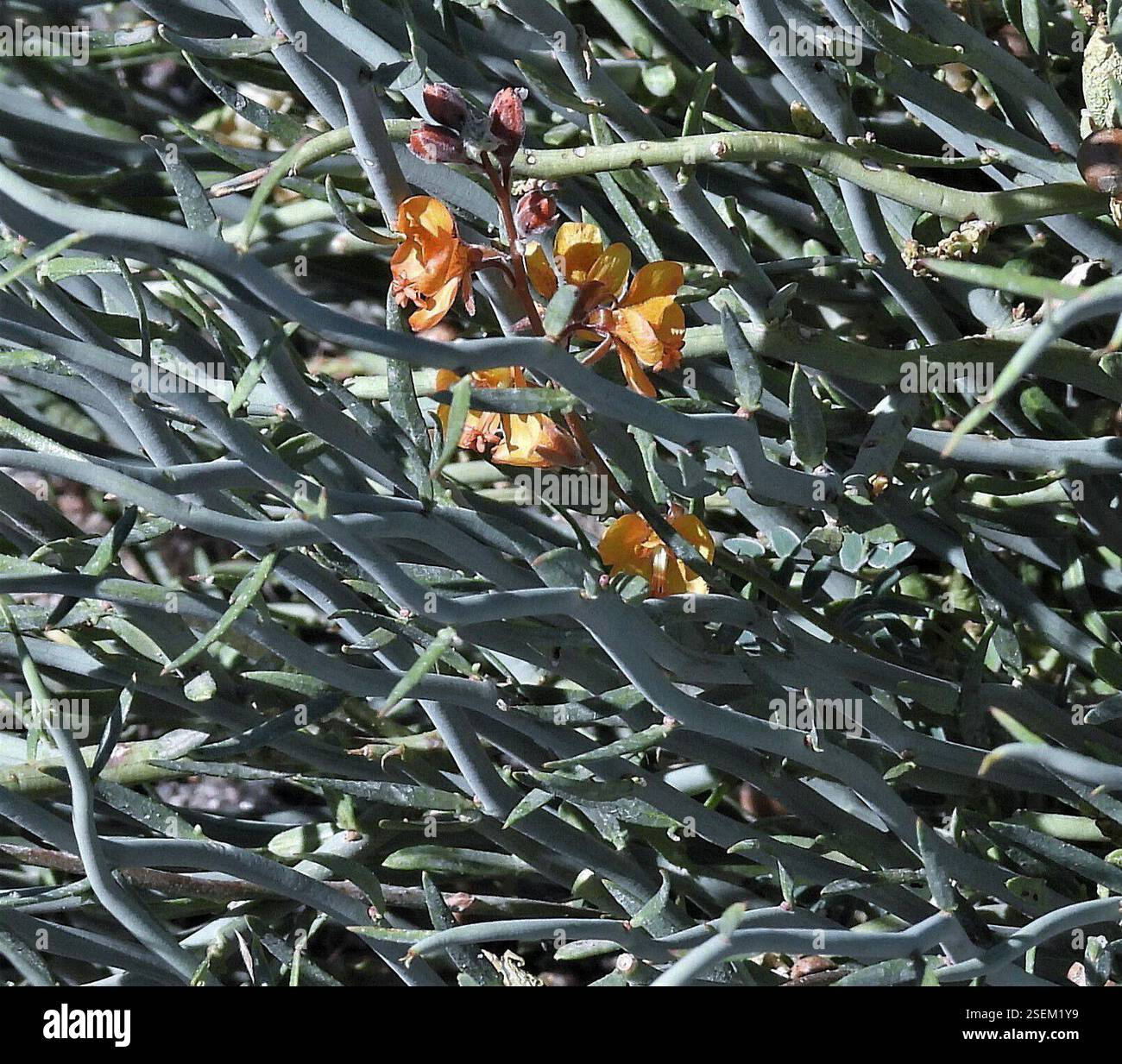Rushpeas (Hoffmannseggia), Plantae, Telsen, Chubut, Argentina ...