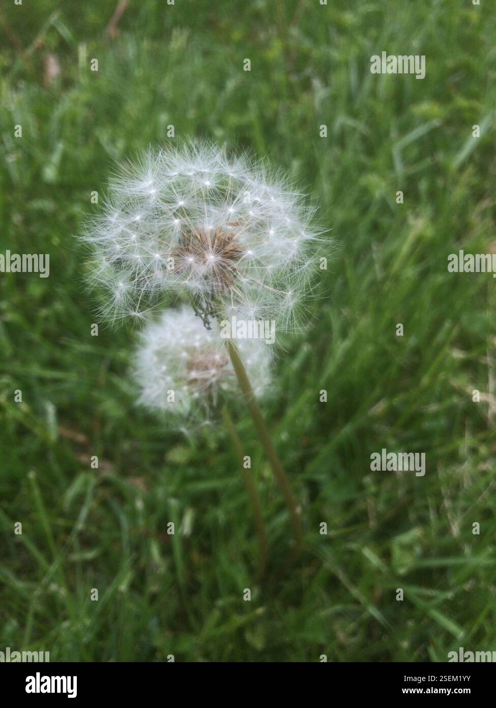 common dandelion (Taraxacum officinale), Plantae, Champaign County, IL ...