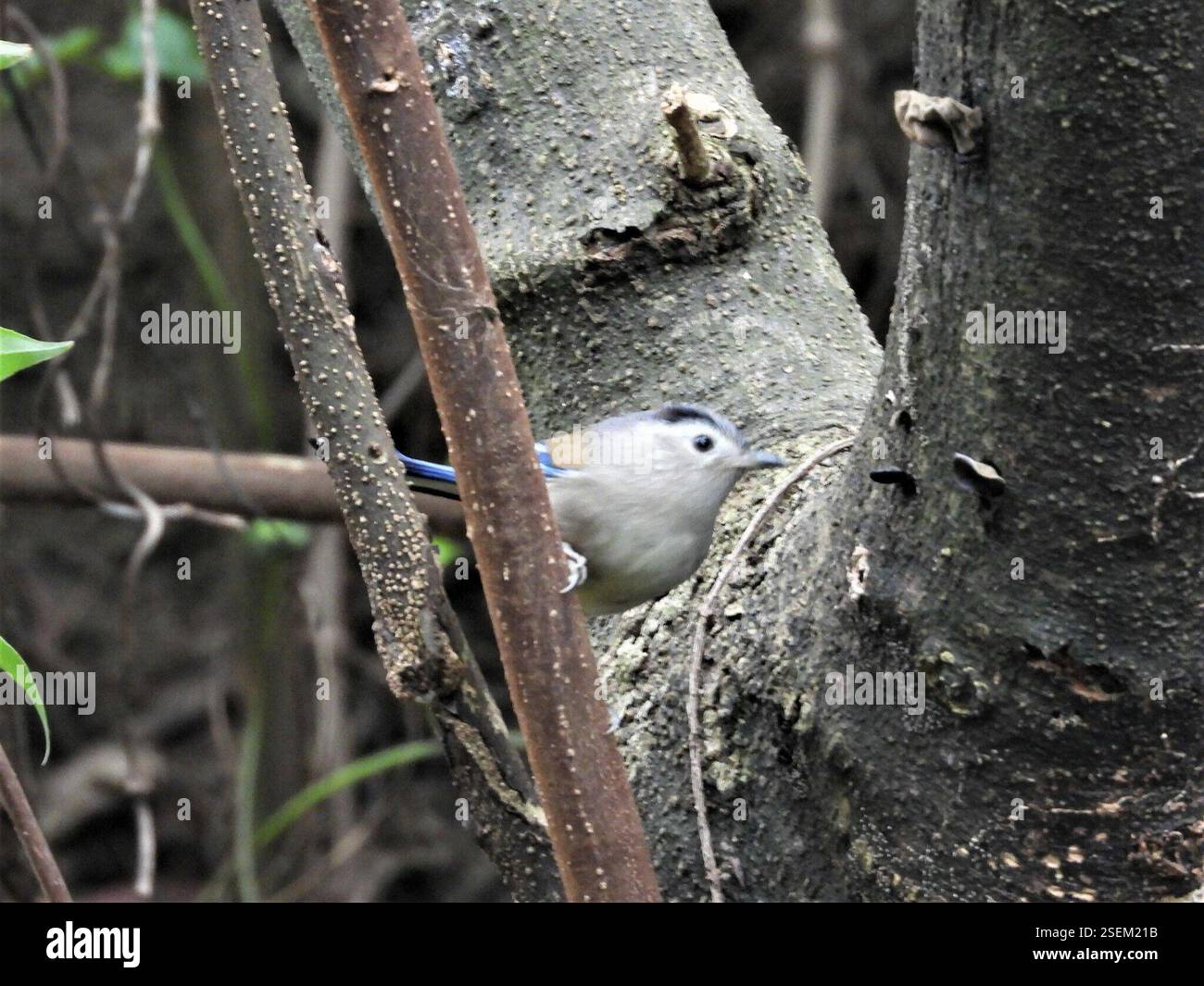Cyanouroptera hi-res stock photography and images - Alamy