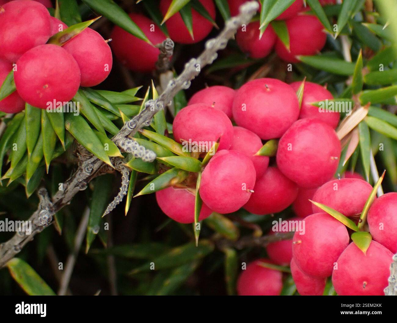Crimson Berry (Leptecophylla oxycedrus), Plantae, Circular Head ...