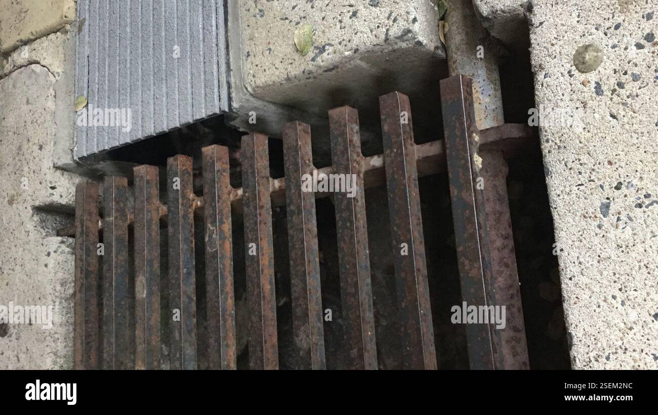 Common Brushtail Possum (Trichosurus vulpecula), Mammalia, South Bank ...