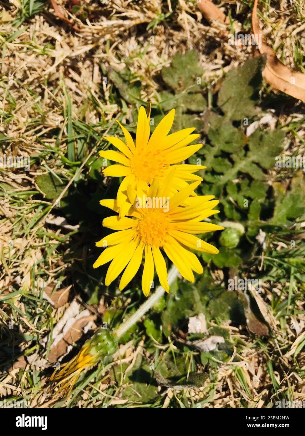 (Arctotheca), Plantae, University of Limpopo, Pietersburg, LP, ZA Stock ...