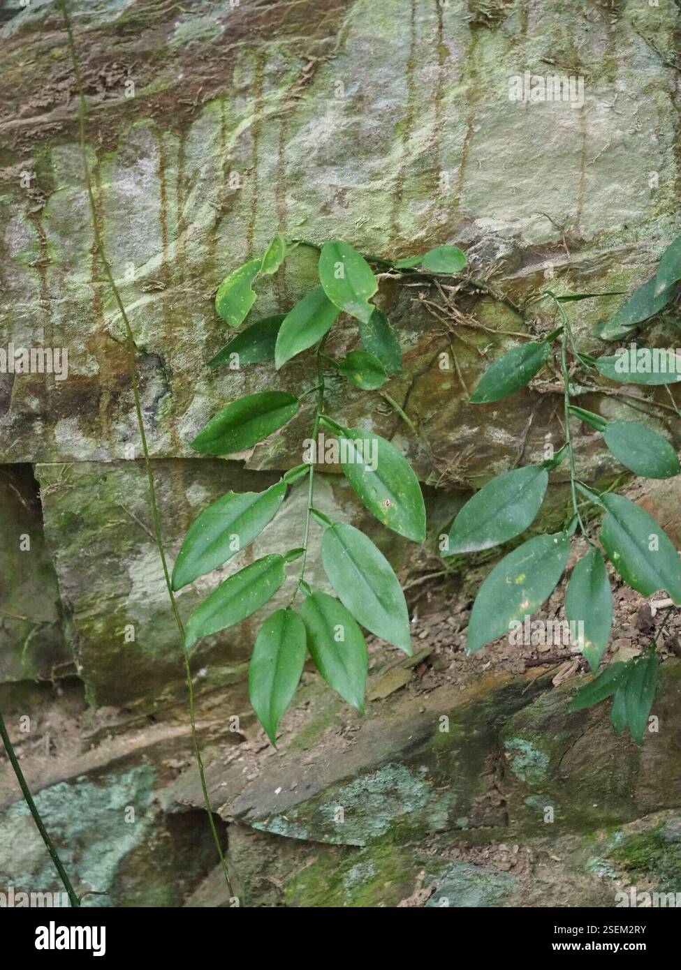 Chinese Pothos (Pothos chinensis), Plantae, 台灣南投縣 Stock Photo - Alamy
