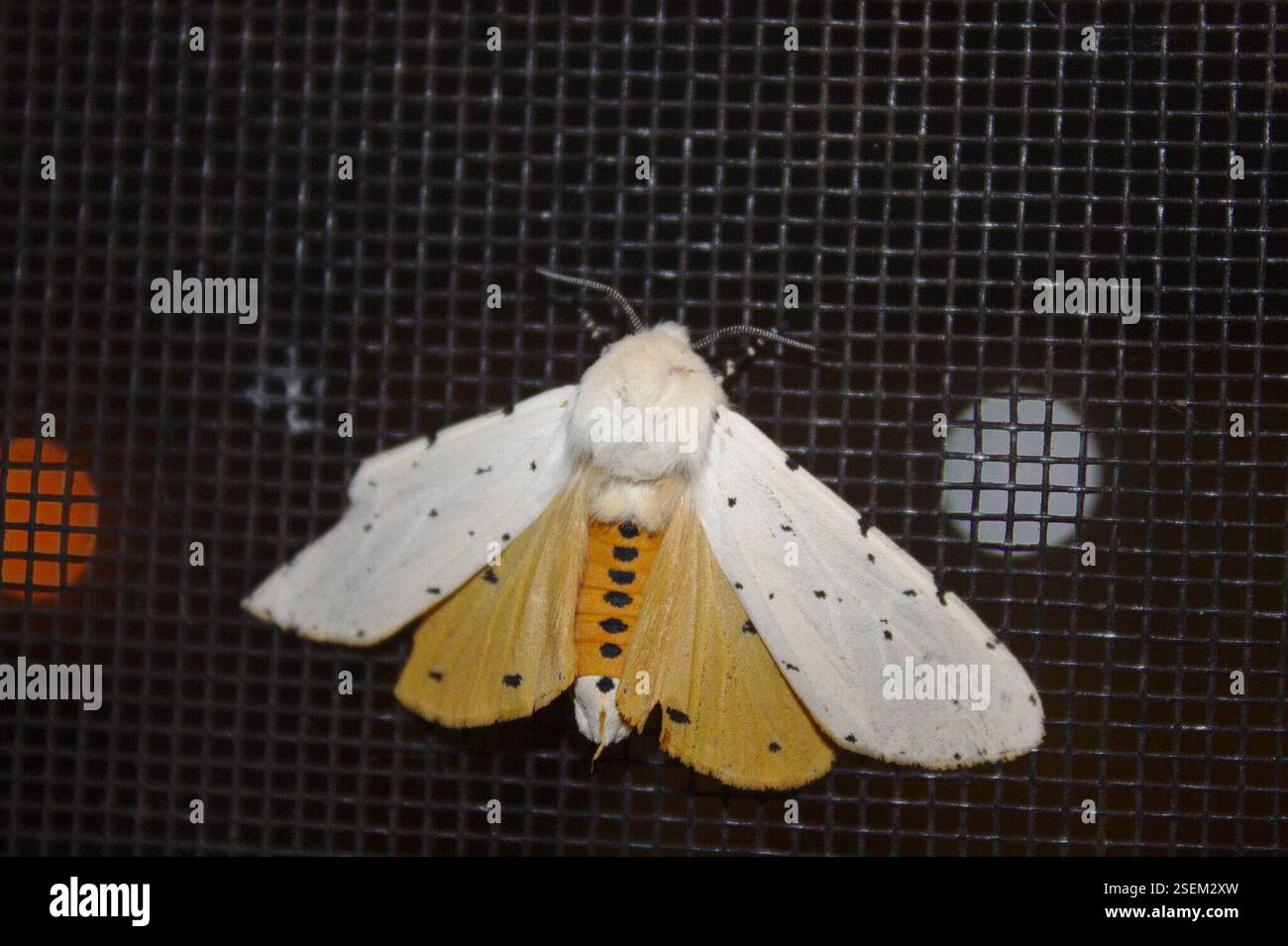 Salt Marsh Moth (Estigmene acrea), Insecta, Mékinac, Québec, Canada ...