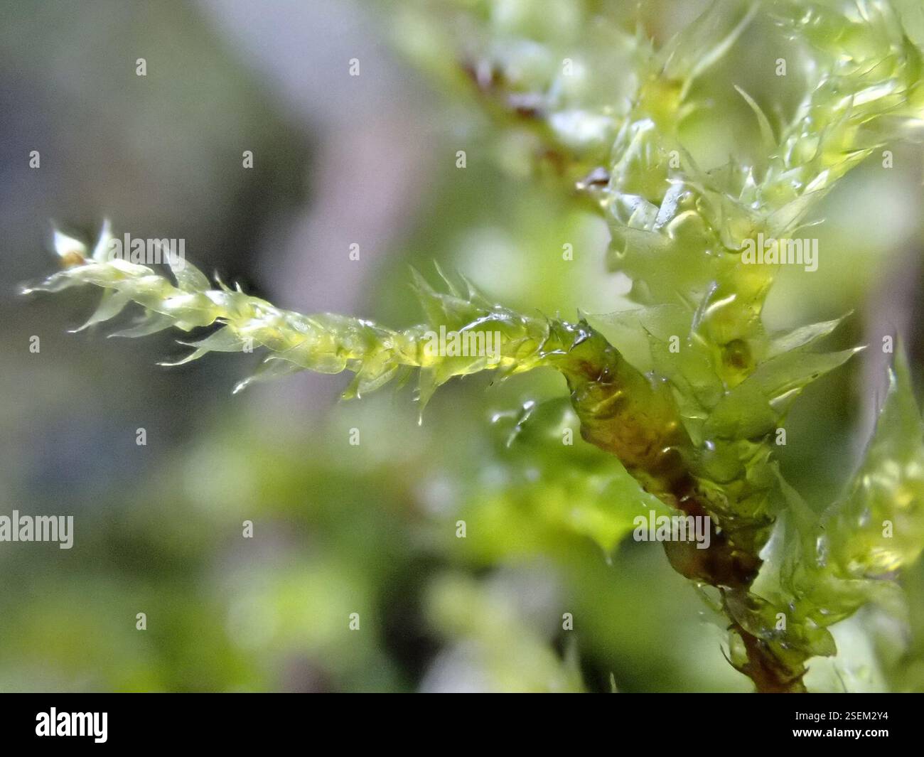Rough-stalked Feather-moss (Brachythecium rutabulum), Plantae ...