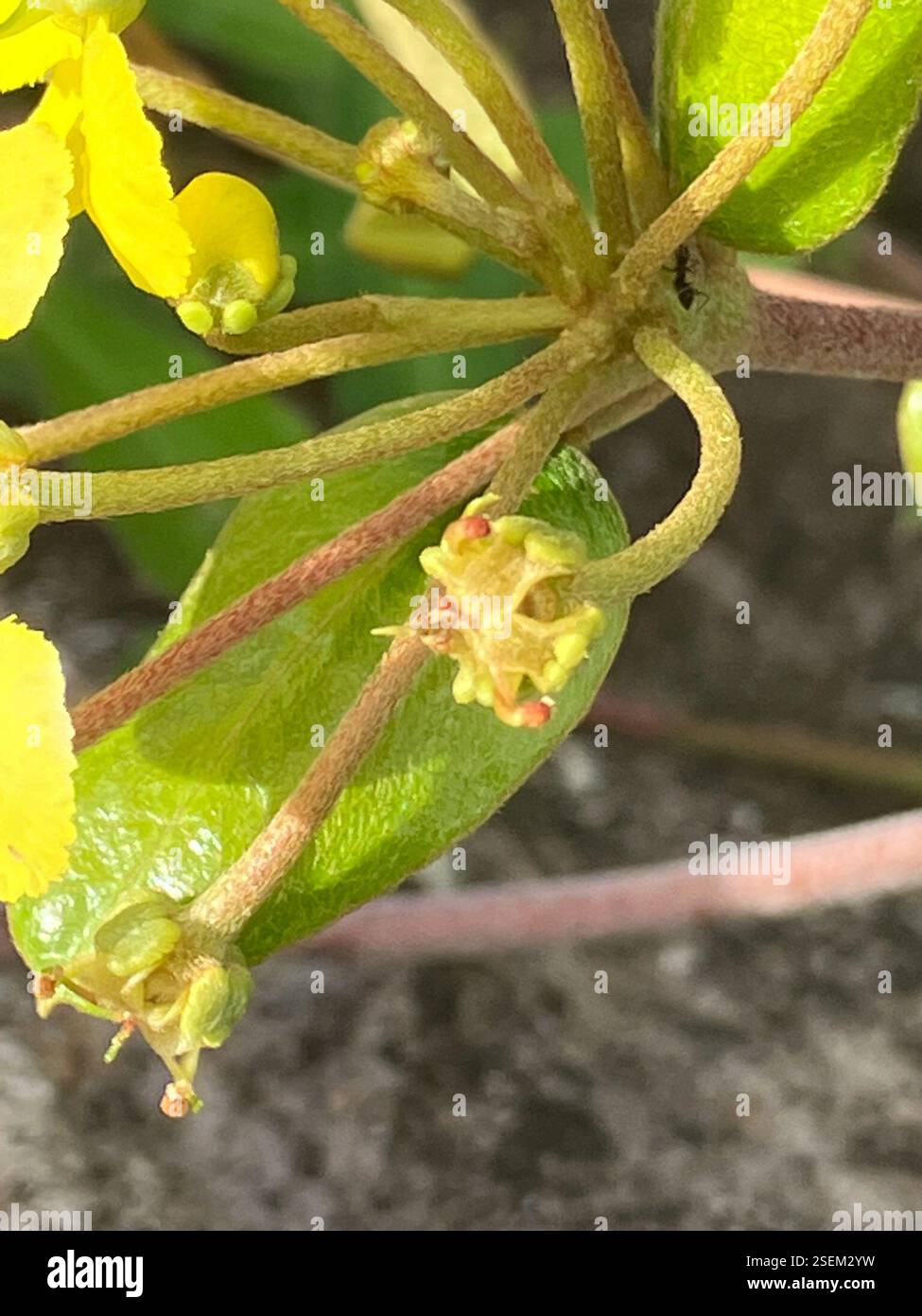 (Stigmaphyllon), Plantae, Saint Peter, MS Stock Photo - Alamy