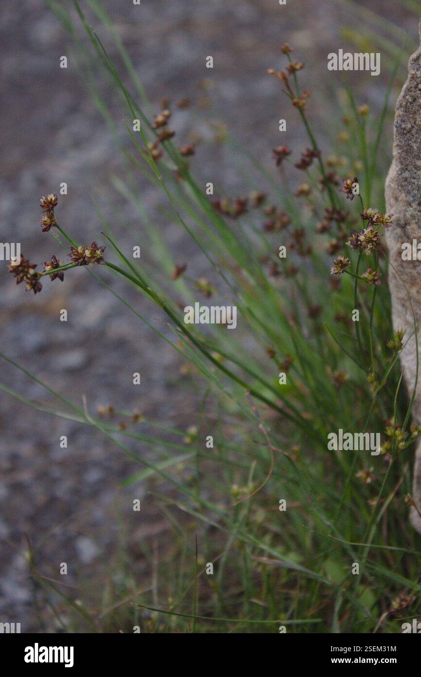 Jointed rush (Juncus articulatus), Plantae, Unnamed Road, Longueuil, QC J4J 4V5, Canada, ELC116 ...