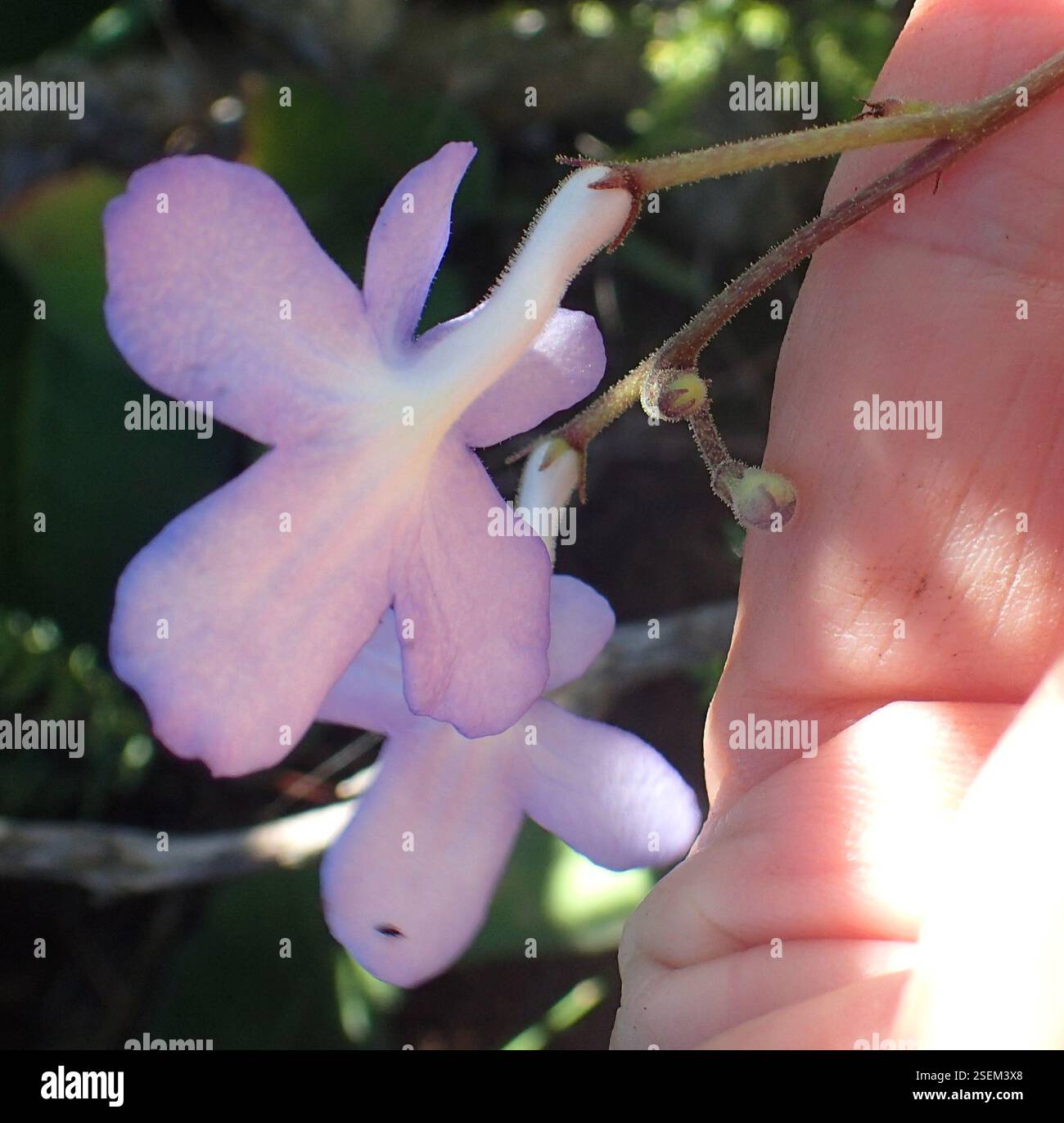(Streptocarpus polyanthus polyanthus), Plantae, uMgungundlovu District ...