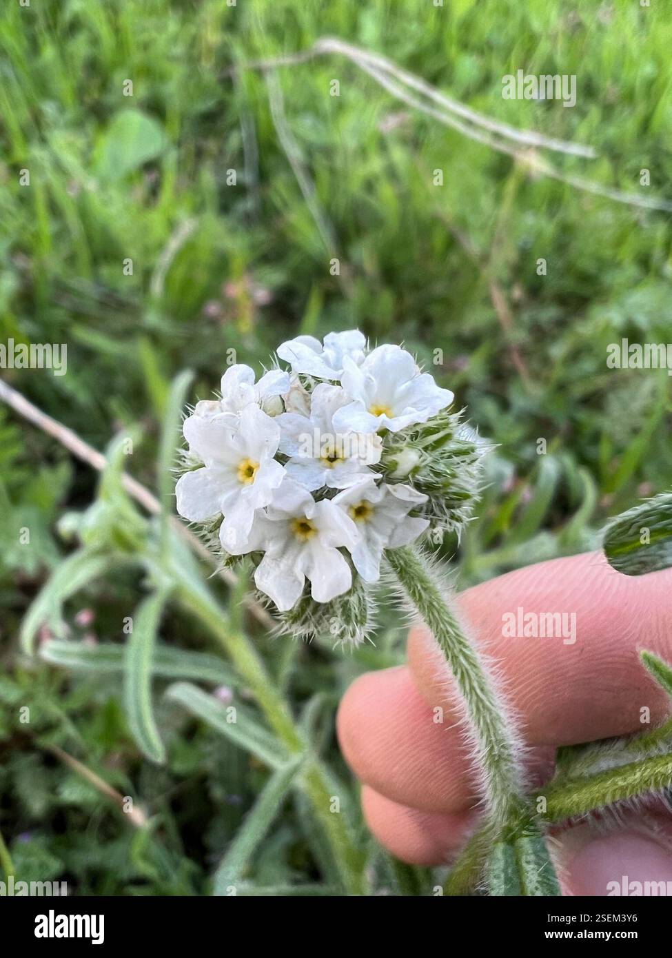 Clearwater cryptantha (Cryptantha intermedia), Plantae, Yorba Linda, CA ...