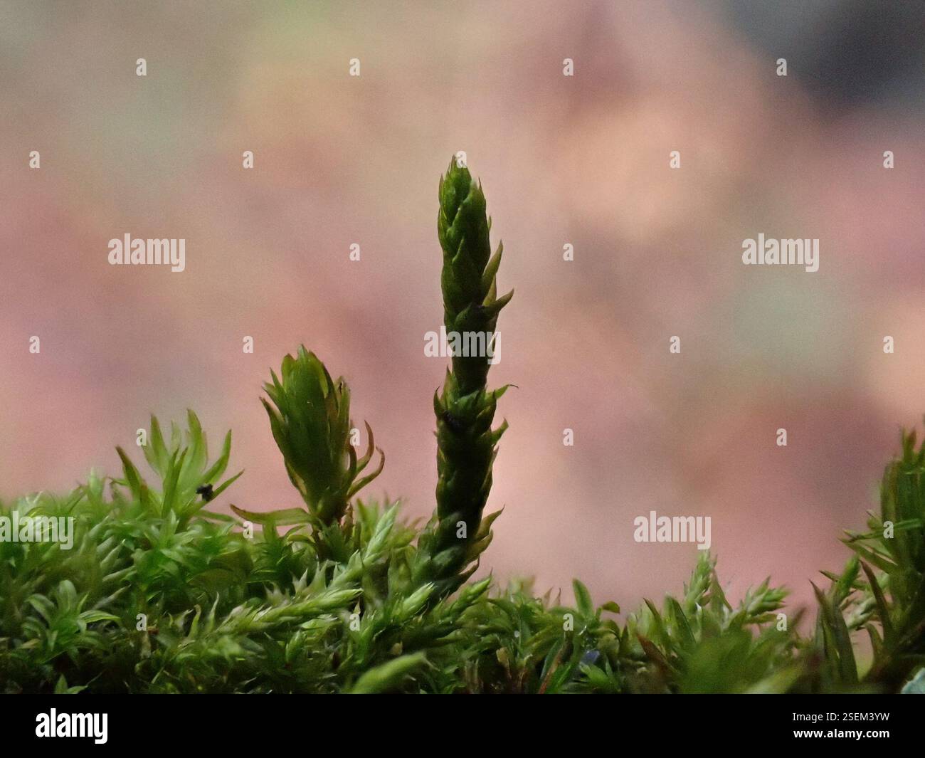 Lateral Cryphaea (Cryphaea heteromalla), Plantae, Bosbadlaan, Baarn ...