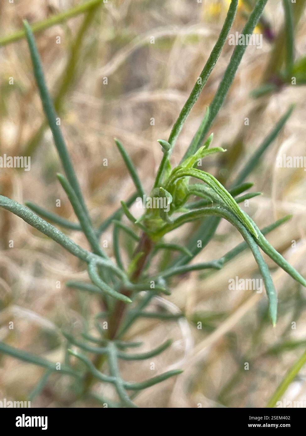 threadleaf groundsel (Senecio flaccidus), Plantae, Grand Canyon ...