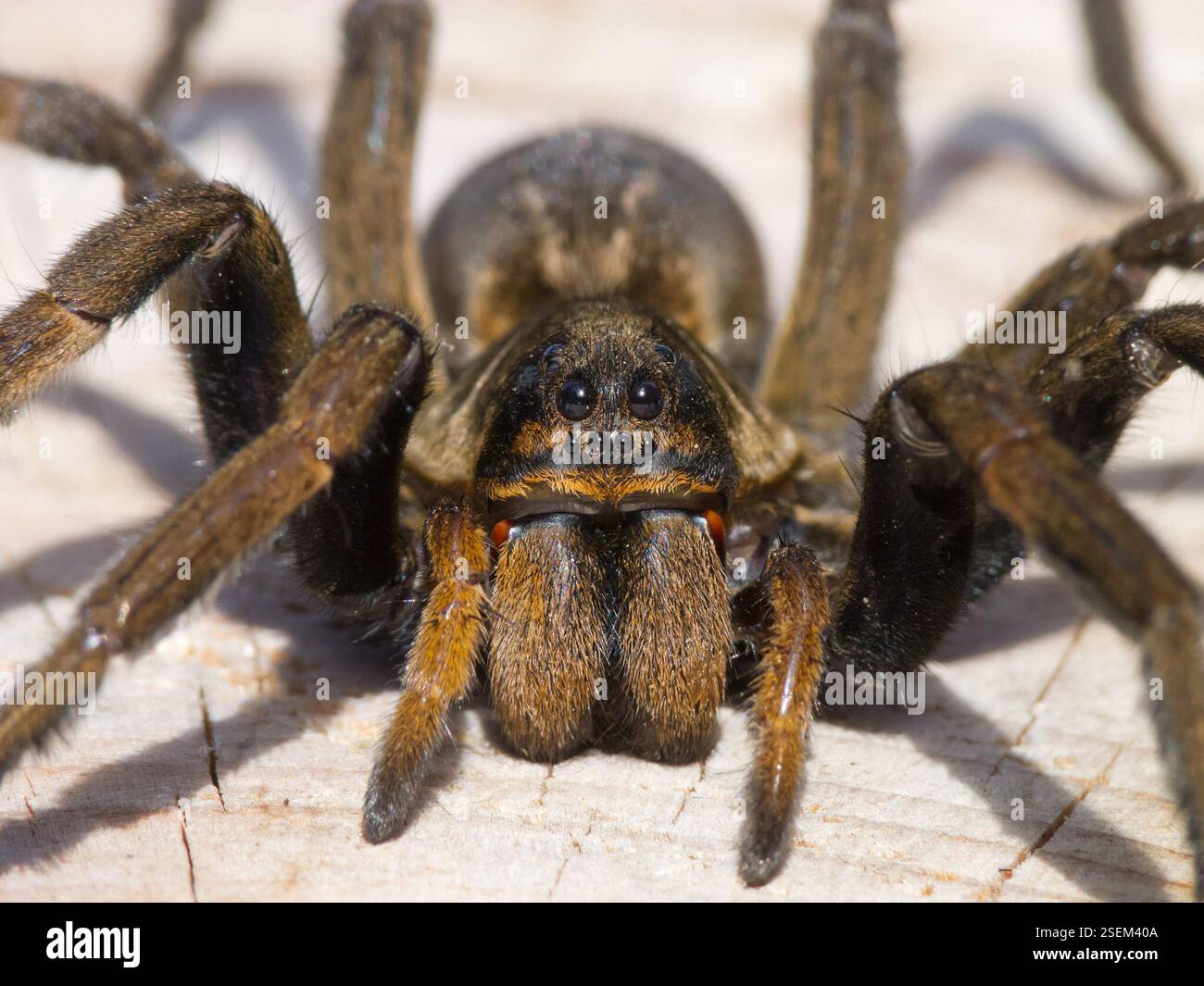 Wolf Spiders (Lycosidae), Arachnida, Villa de Leyva, Boyacá, Colombia ...