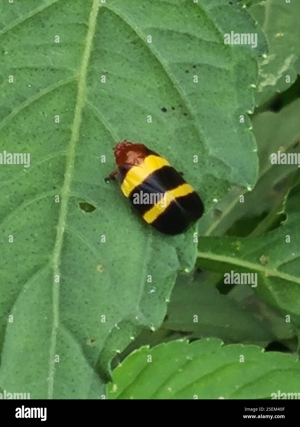 (Sphenorhina rubra), Insecta, Kwakoegron, Suriname Stock Photo - Alamy
