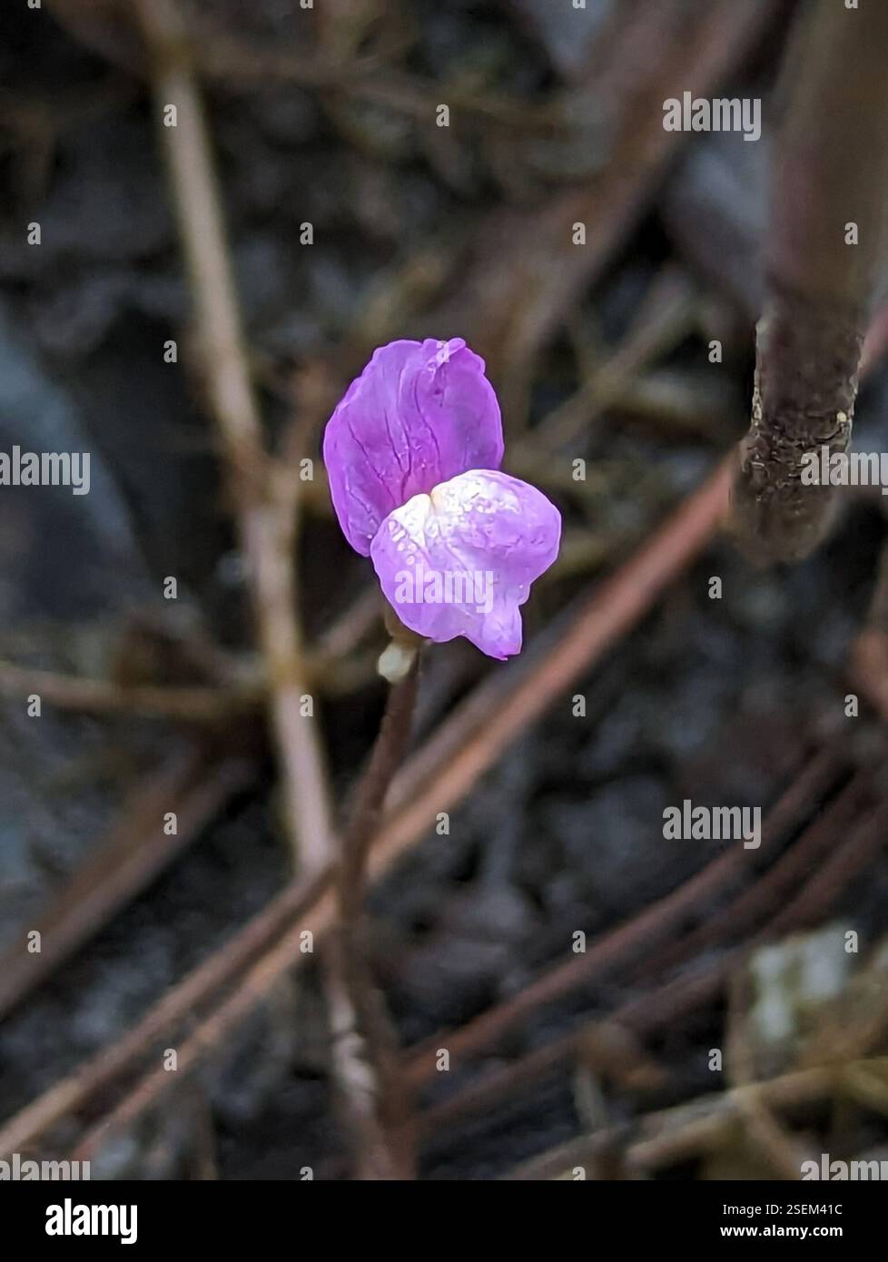 Purple Bladderwort (Utricularia purpurea), Plantae, Volusia County, US ...