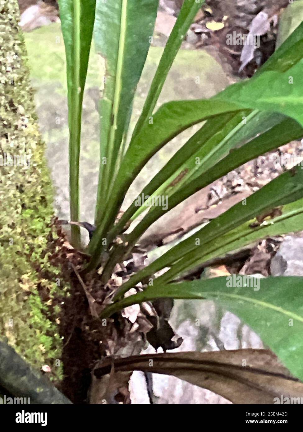 Long strapfern (Campyloneurum phyllitidis), Plantae, Saint Peter, MS ...