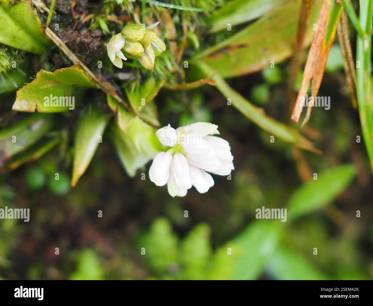(Heloniopsis umbellata), Plantae, 台灣台北 Stock Photo - Alamy