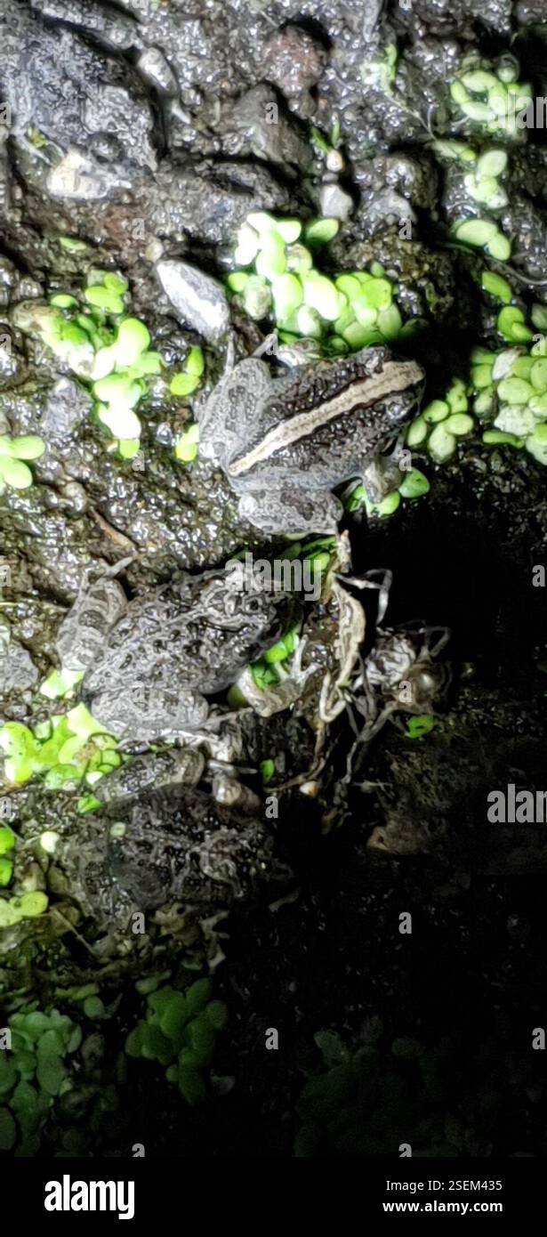 Ornate Burrowing Frog (Platyplectrum ornatum), Amphibia, Bouldercombe ...