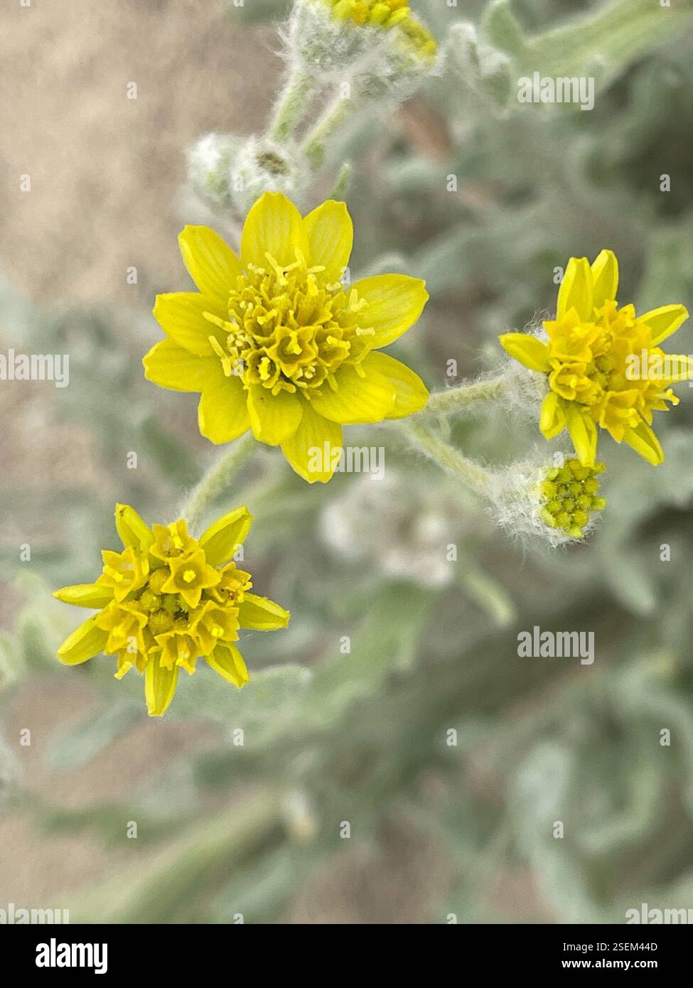Laxflower (Baileya pauciradiata), Plantae, Anza-Borrego Desert State ...