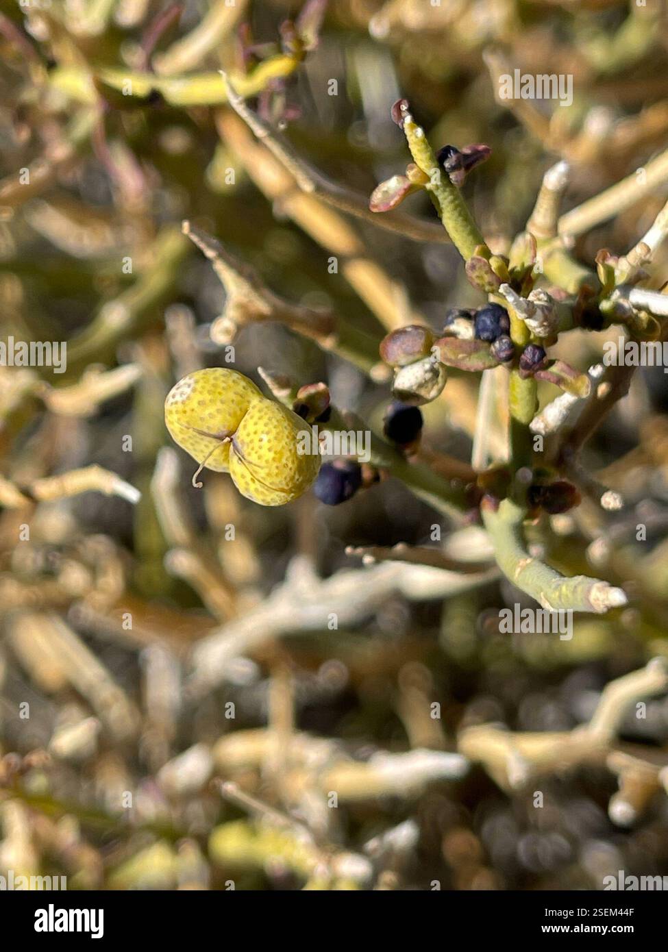 Mesquite nv hi-res stock photography and images - Alamy