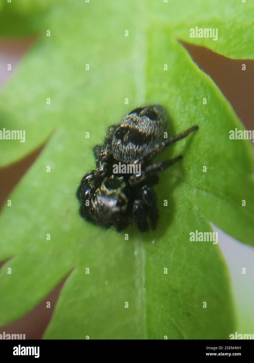 (Corythalia), Arachnida, Fazenda da Comadre Stock Photo - Alamy