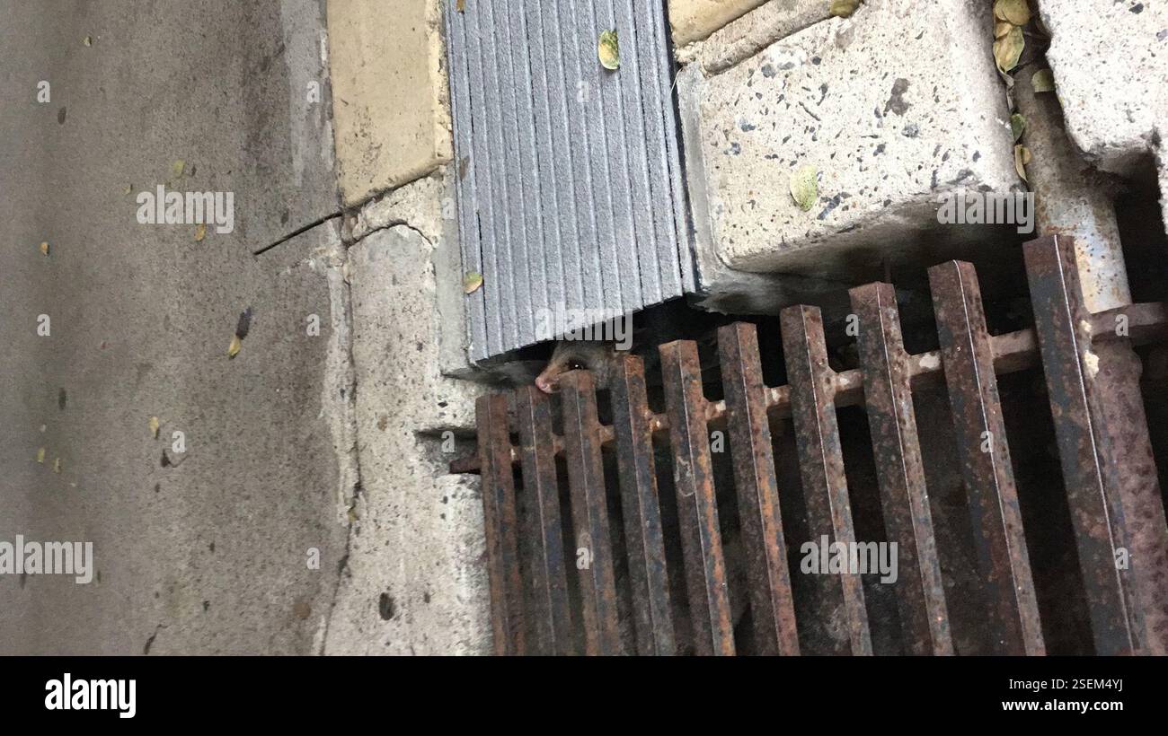 Common Brushtail Possum (Trichosurus vulpecula), Mammalia, South Bank ...