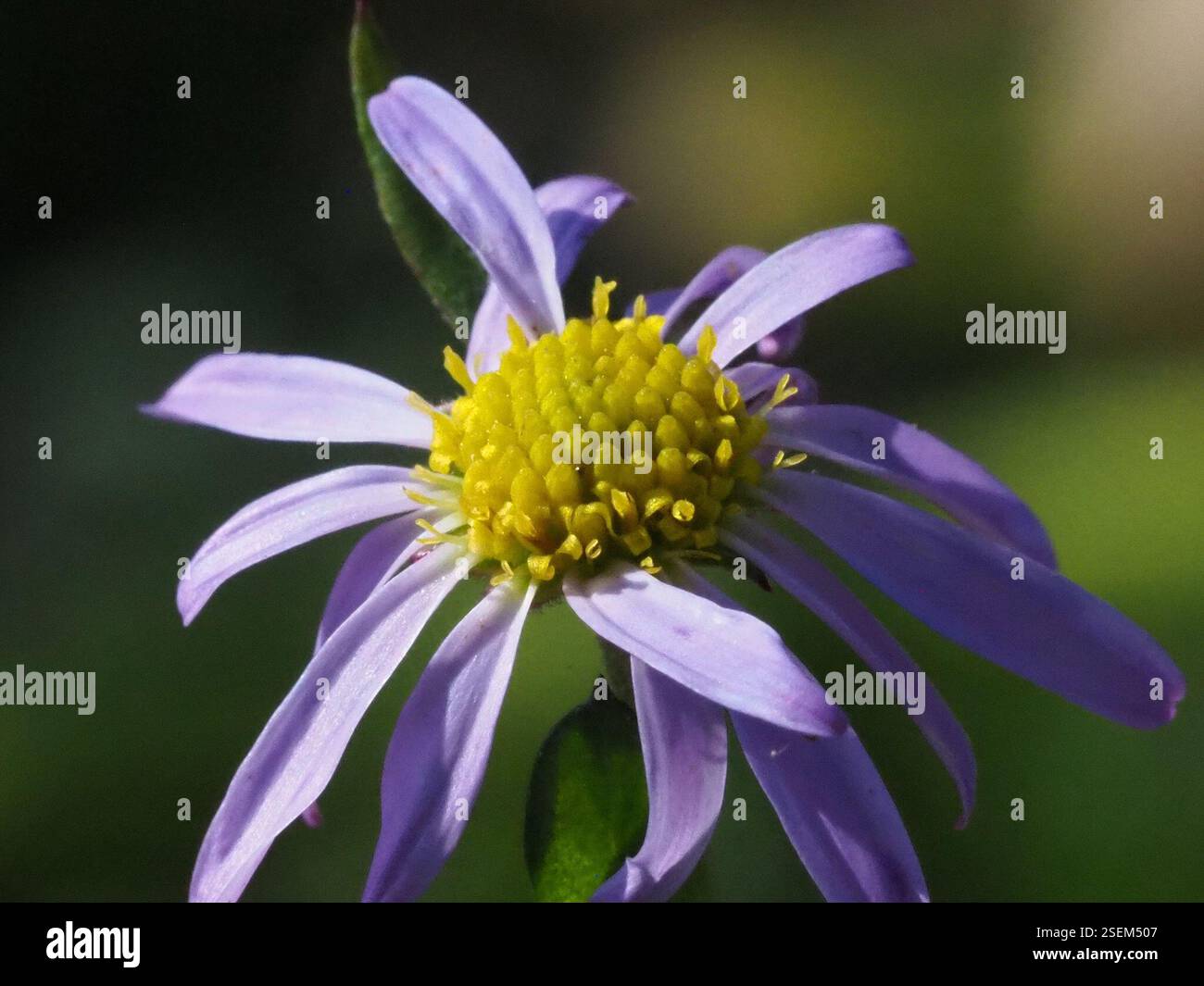 Aster indicus hi-res stock photography and images - Alamy