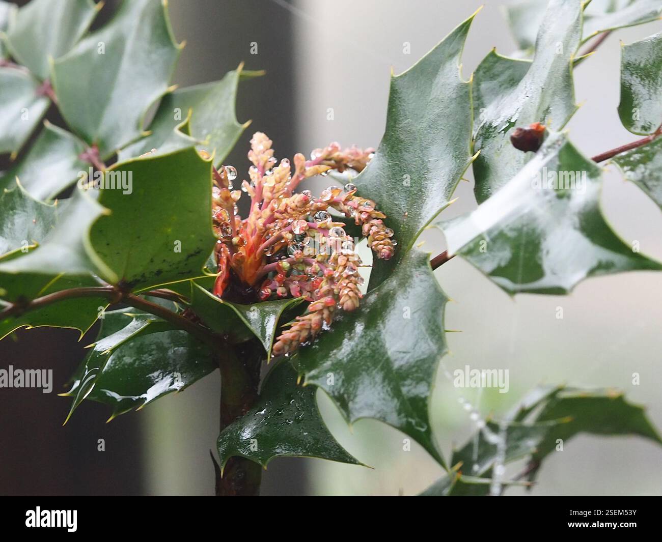 Japanese Mahonia (Berberis japonica), Plantae, 台灣台北 Stock Photo - Alamy