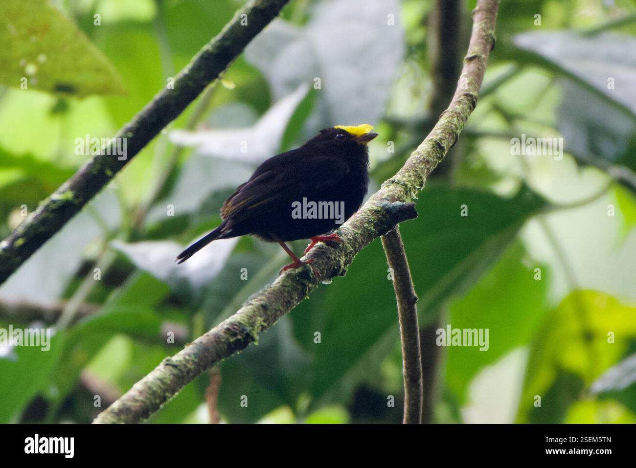 Golden-winged Manakin (Masius chrysopterus), Aves, Montezuma Rainforest ...