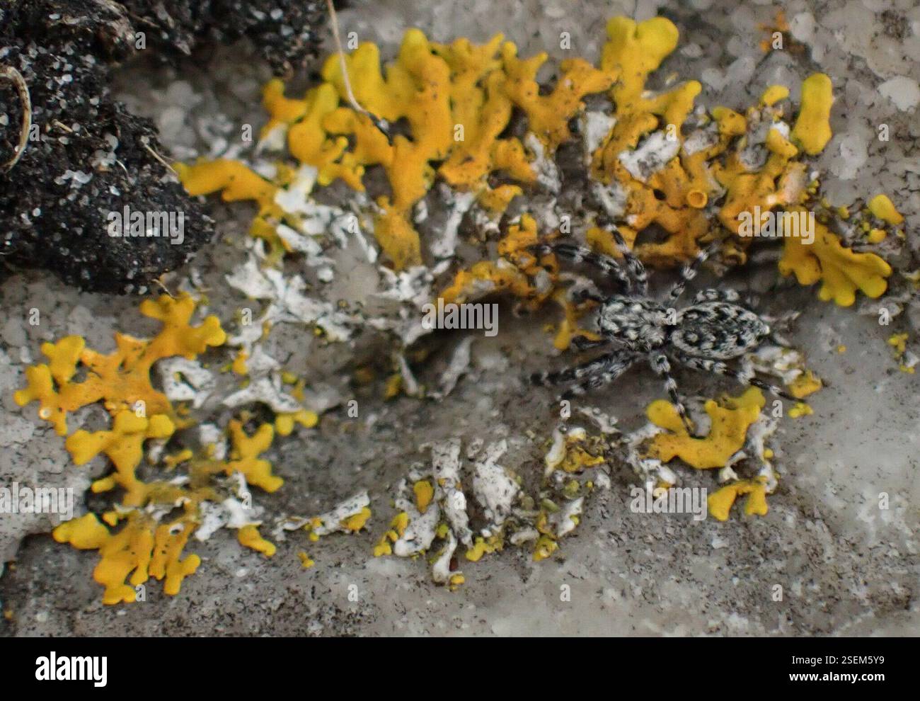 Jumping Spiders (Salticidae), Arachnida, Circular Head, Tasmania ...