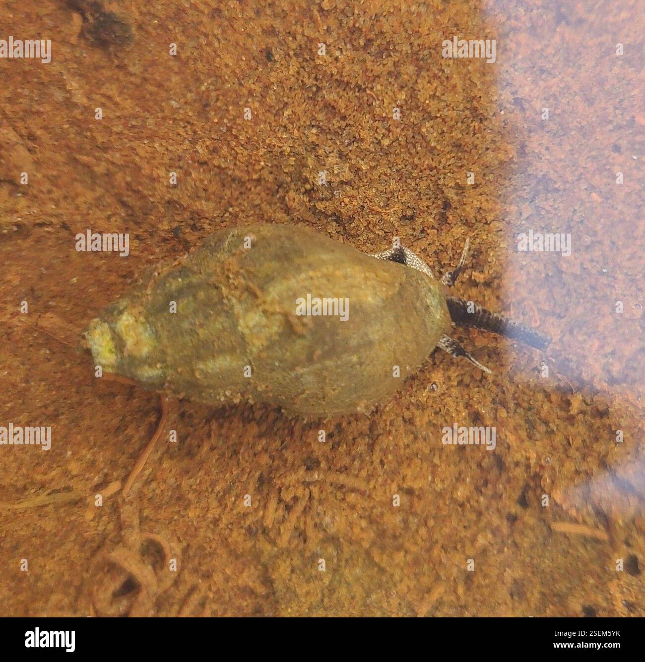 Mud Whelk (Cominella glandiformis), Mollusca, Aramoana, New Zealand ...