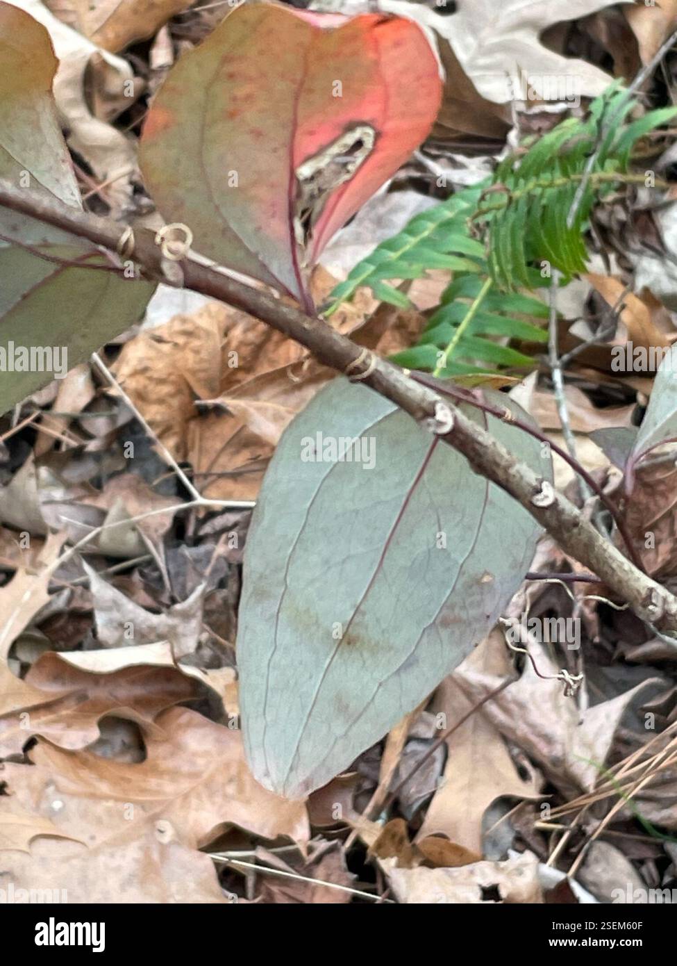 sawbrier (Smilax glauca), Plantae, North Carolina, US, Wooded slope ...