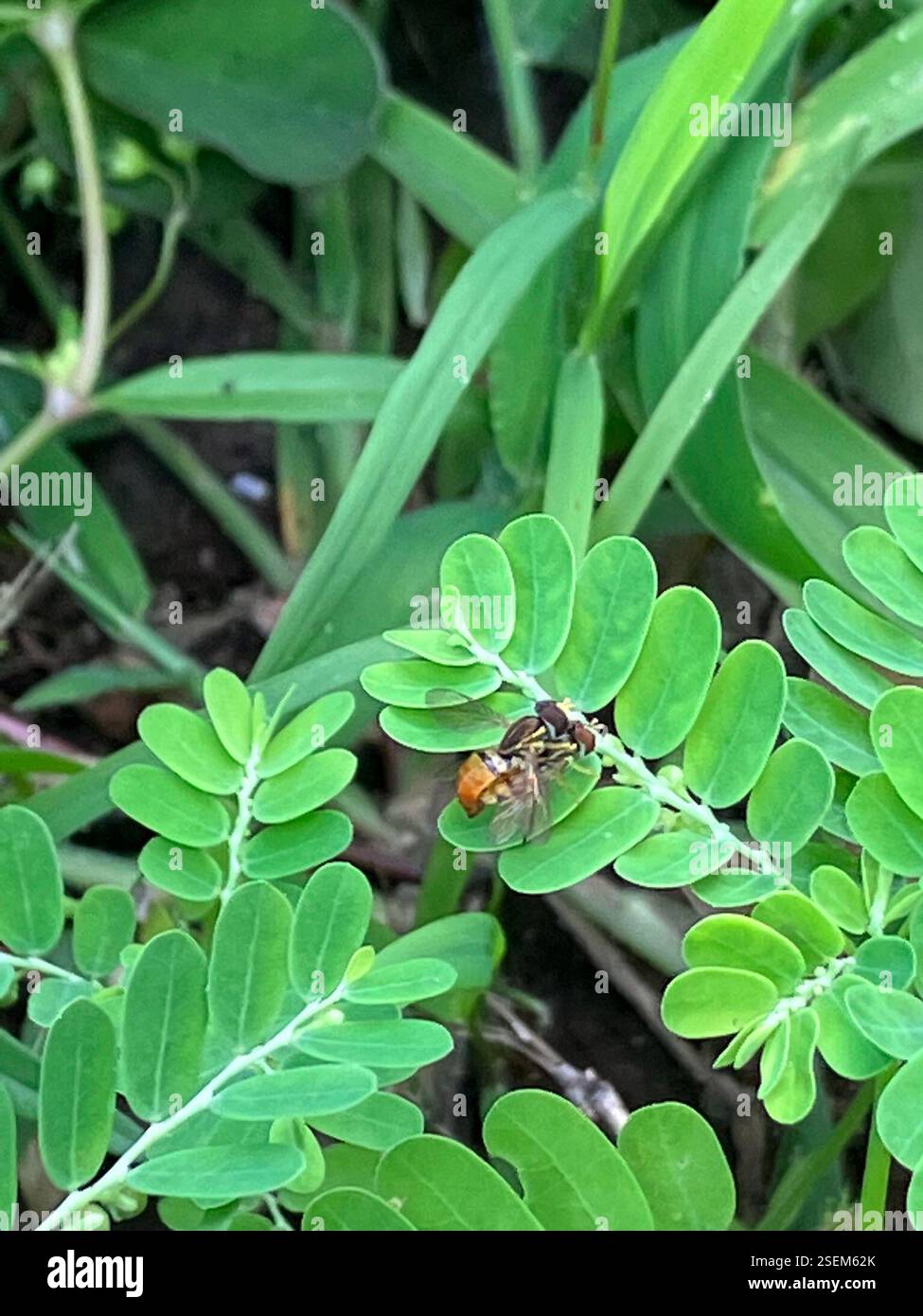 Hover Flies (Syrphidae), Insecta, Saint Peter, MS Stock Photo - Alamy